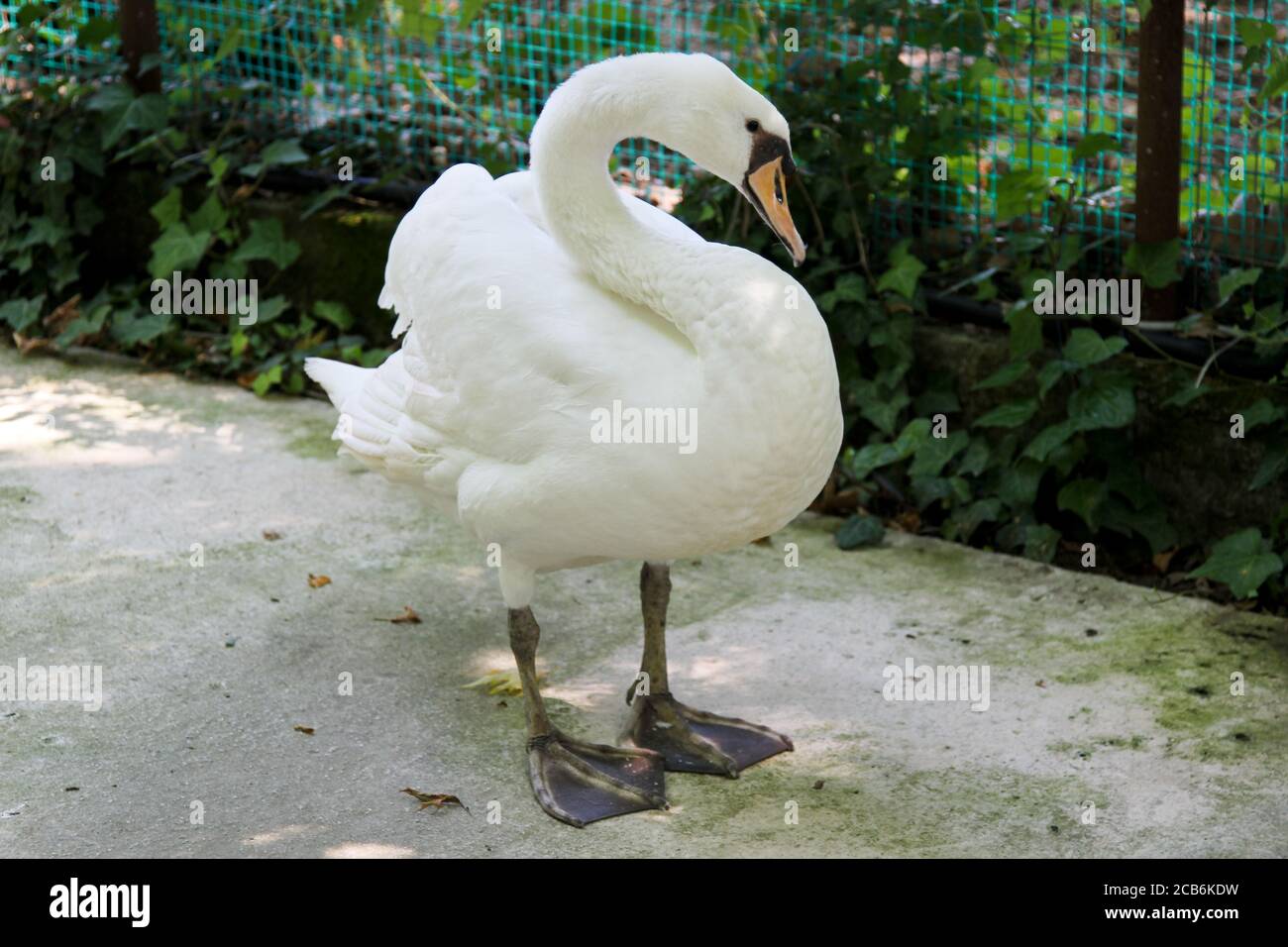 White Swan looking downwards- side view Stock Photo - Alamy