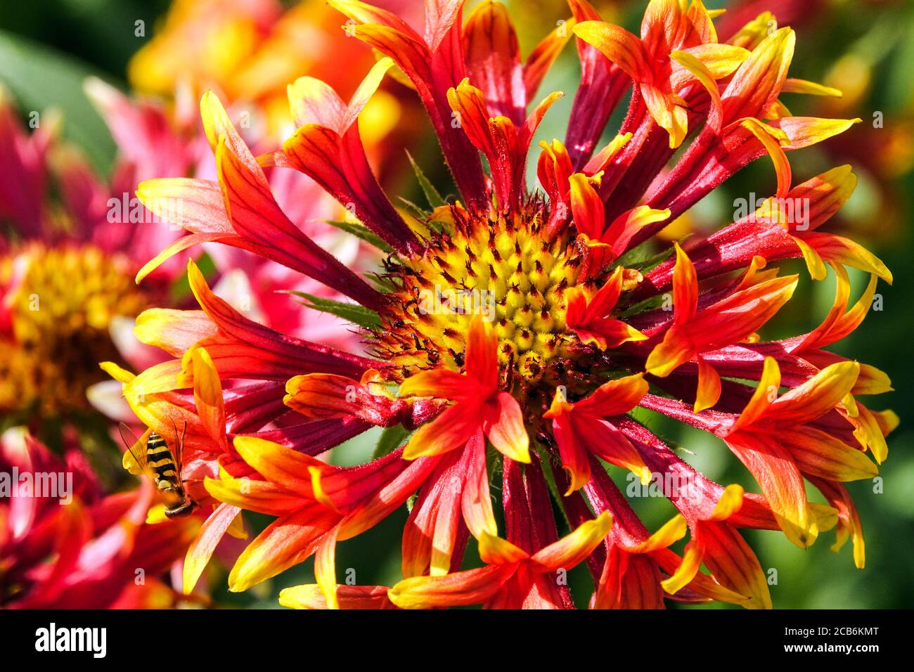 Gaillardia pulchella hi-res stock photography and images - Alamy