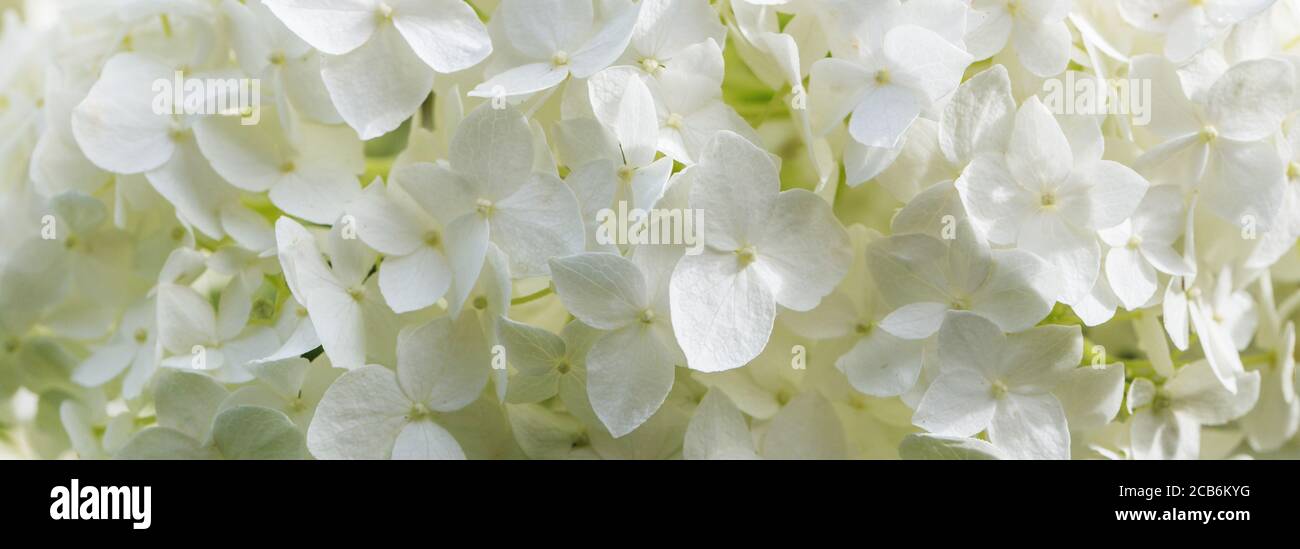 White hydrangea flowers panoramic border, banner, wedding romantic ...