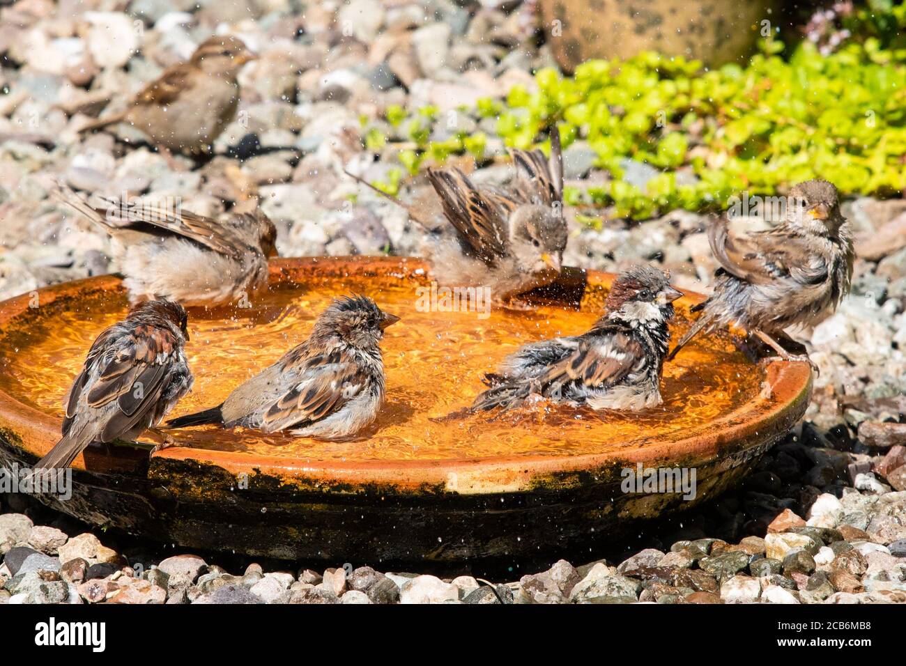 Group of house sparrows uk hi-res stock photography and images - Alamy