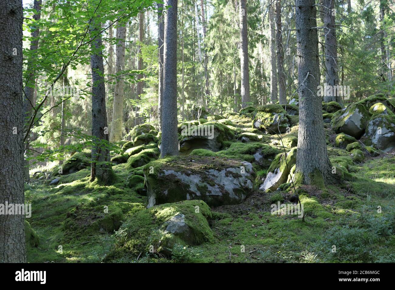 A boreal forest in Sweden, featuring moss-covered glacial erratics and ...