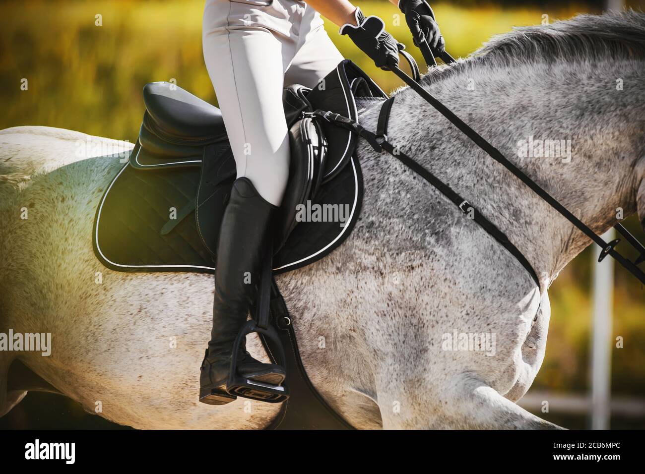 Dappled gray stallion hi-res stock photography and images - Alamy