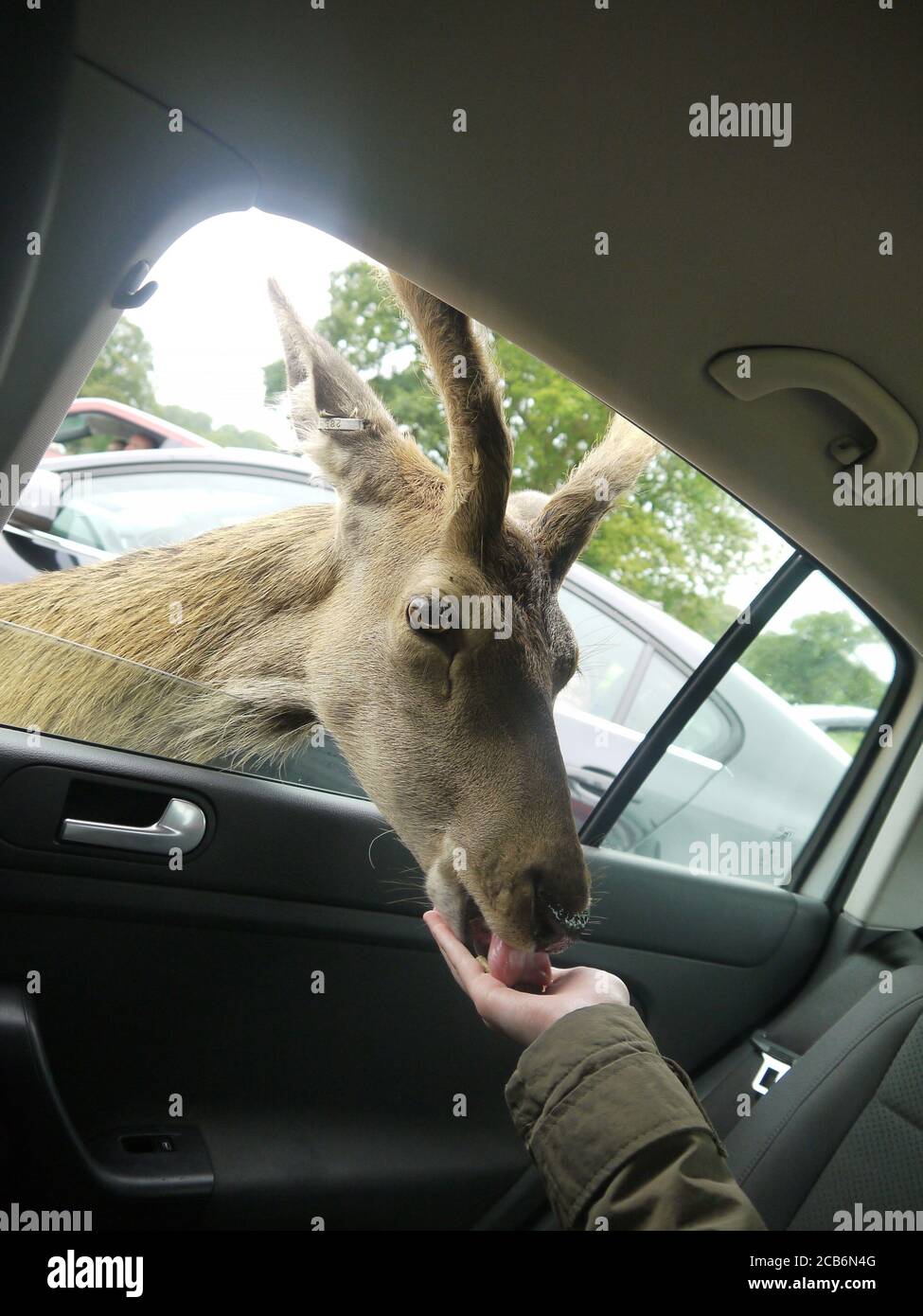 Deer Poking it's Head Through a Car Window on a Drive Through Safari ...