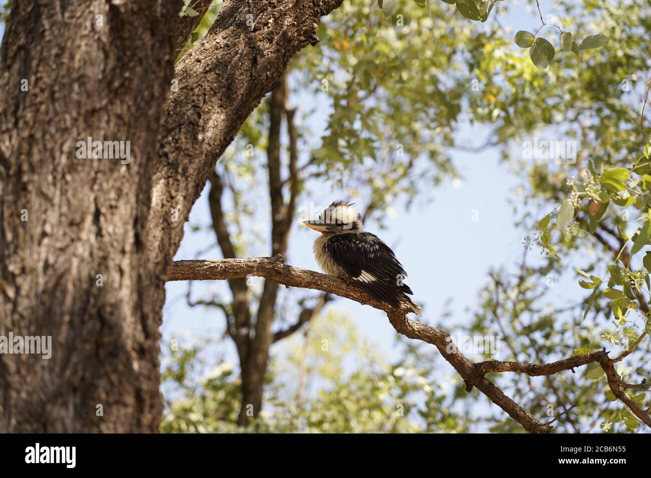 iconic wild laughing kookaburra sitting in a tree, Australia Stock ...