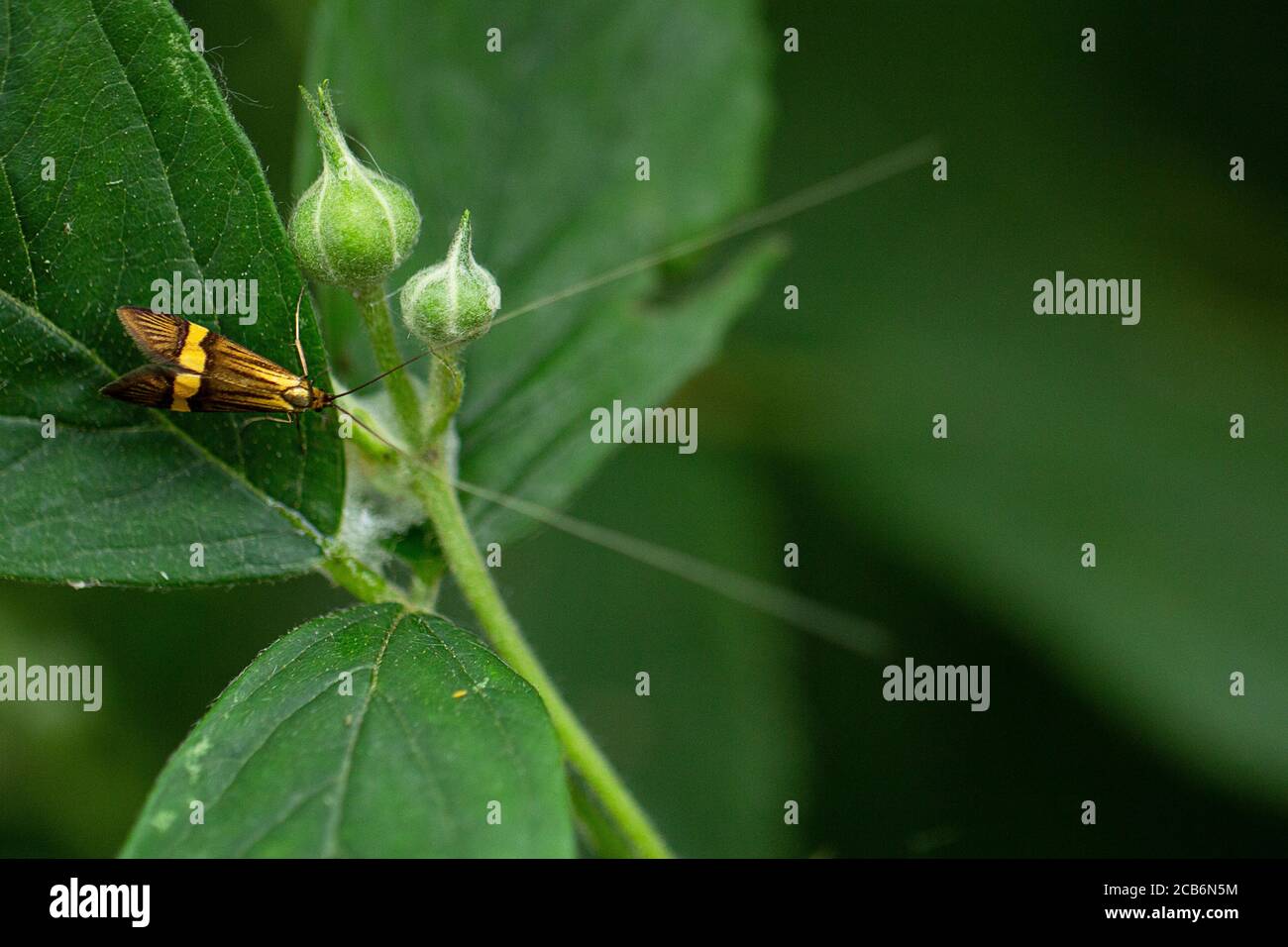 Yellow-barred Longhorn Micromoth, Nemophora degeerella Stock Photo - Alamy