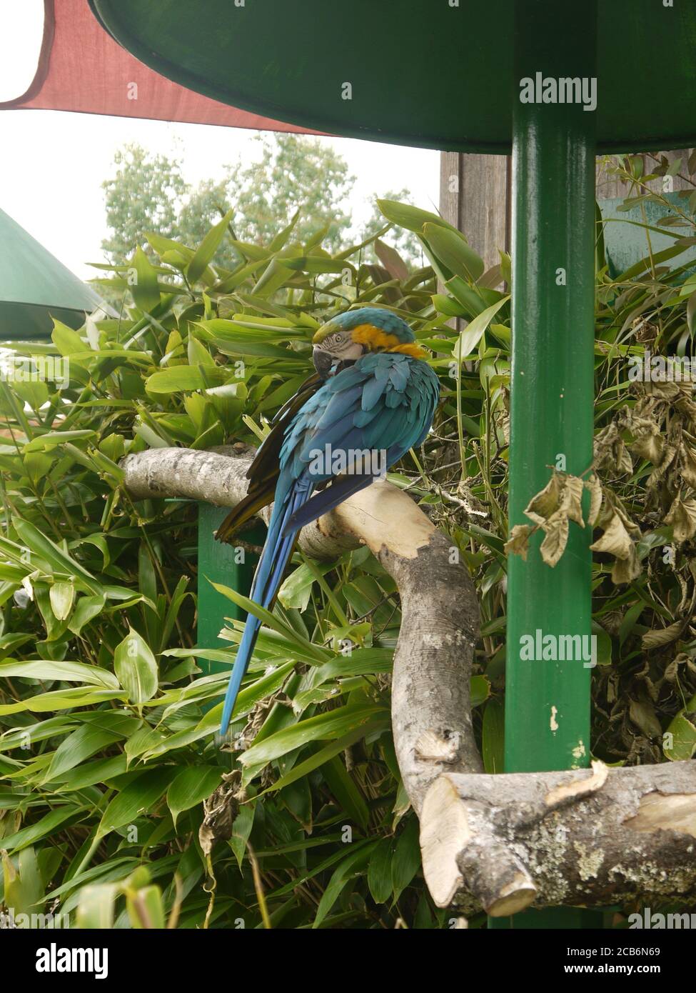 True parrot hi-res stock photography and images - Alamy