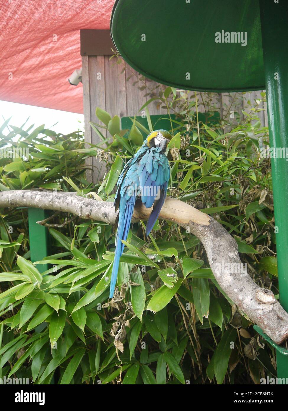 Blue and Yellow 'True Parrot' Stock Photo - Alamy