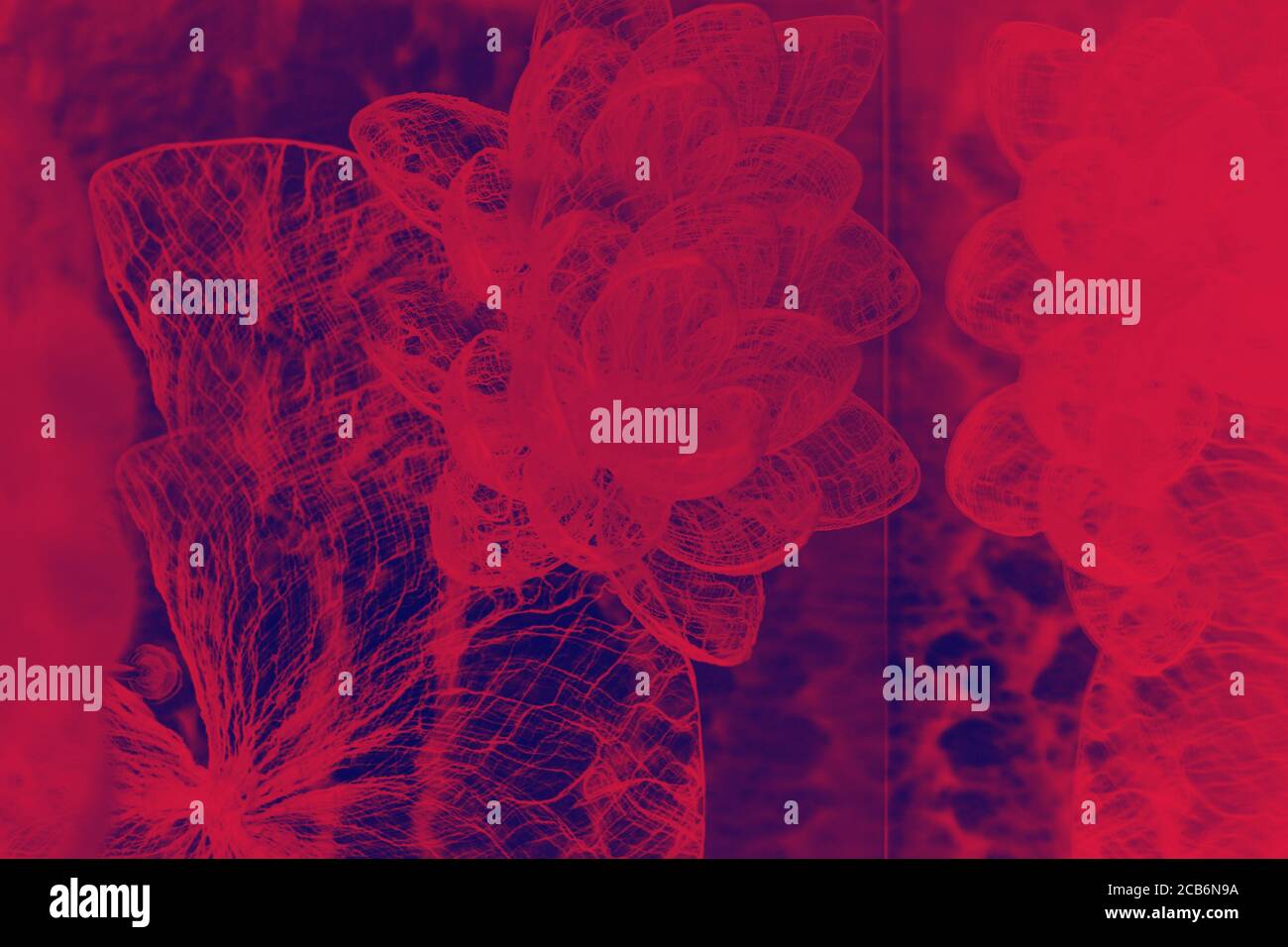 abstract waterlily or lotus flower duotone in vibrant bold gradient ...