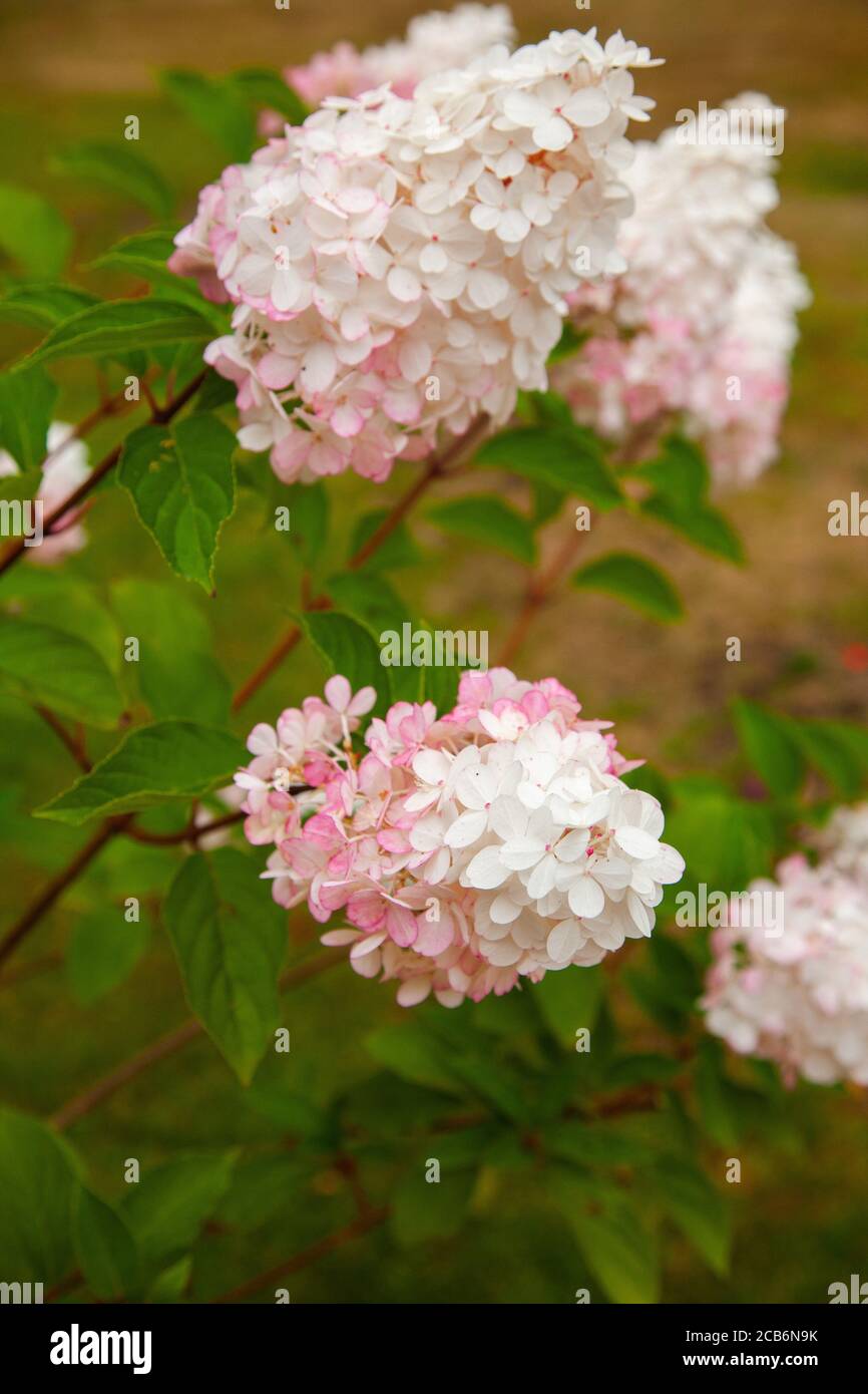 Hydrangea Paniculata 'Vanille Fraise' (creamy white cone shaped flowers ...