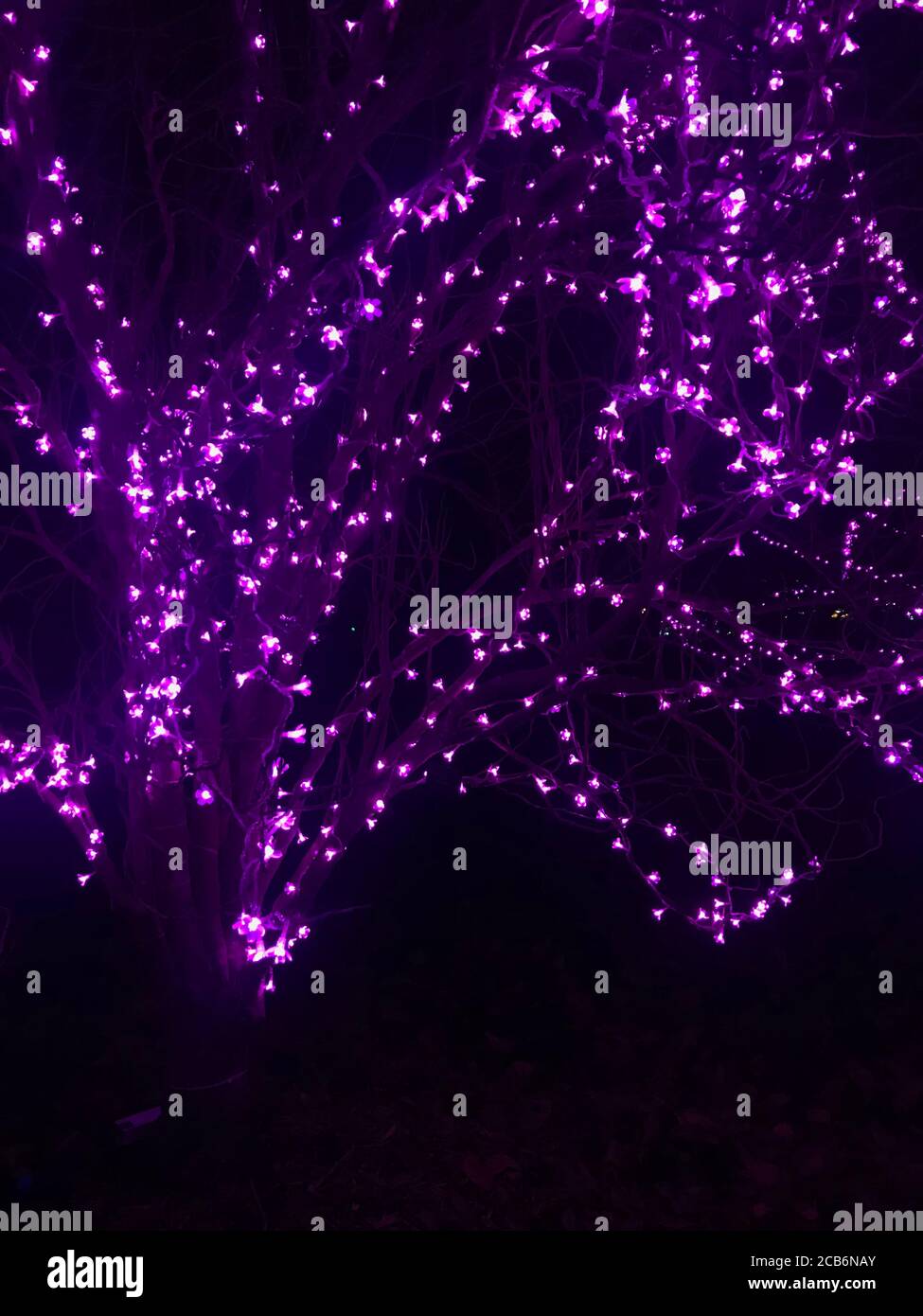 Purple String Lights Covering a tree at Kew Gardens Stock Photo - Alamy