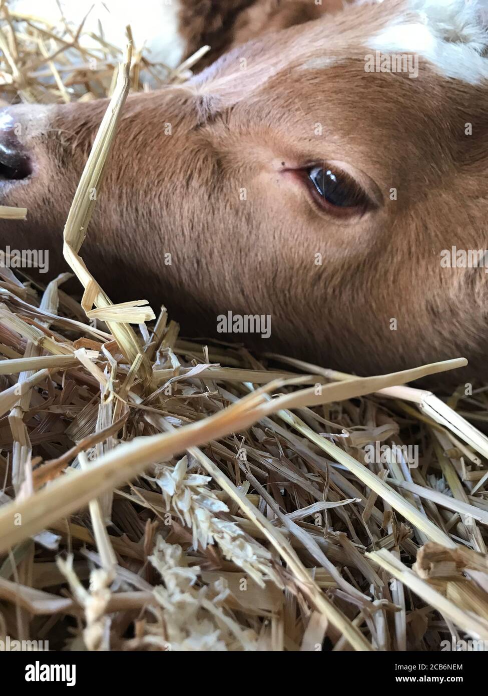 Close-up of a Brown and White Calf Laying down Stock Photo - Alamy