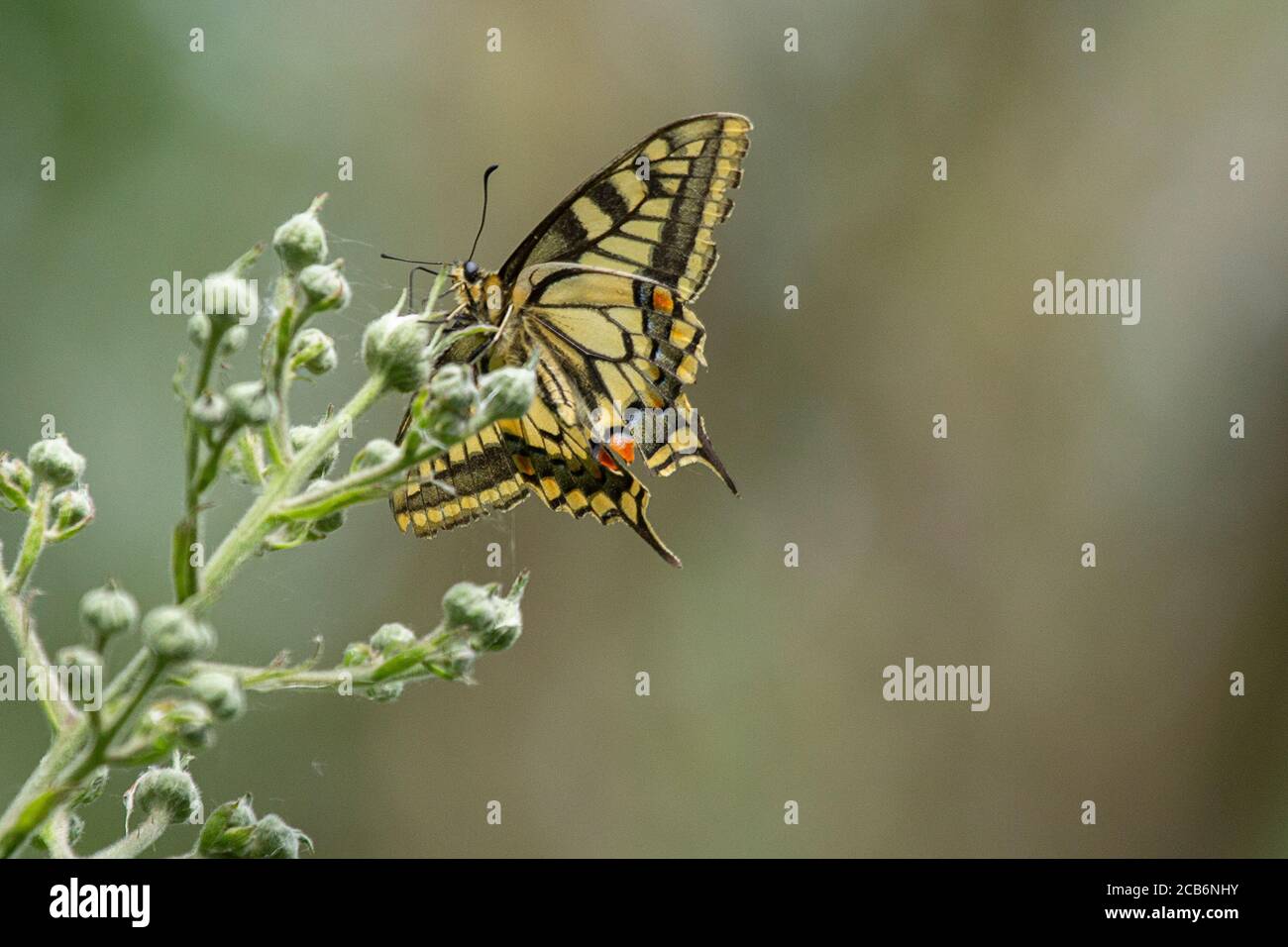British Swallowtail, Papilio machaon britannicus nectaring on a Bramble ...