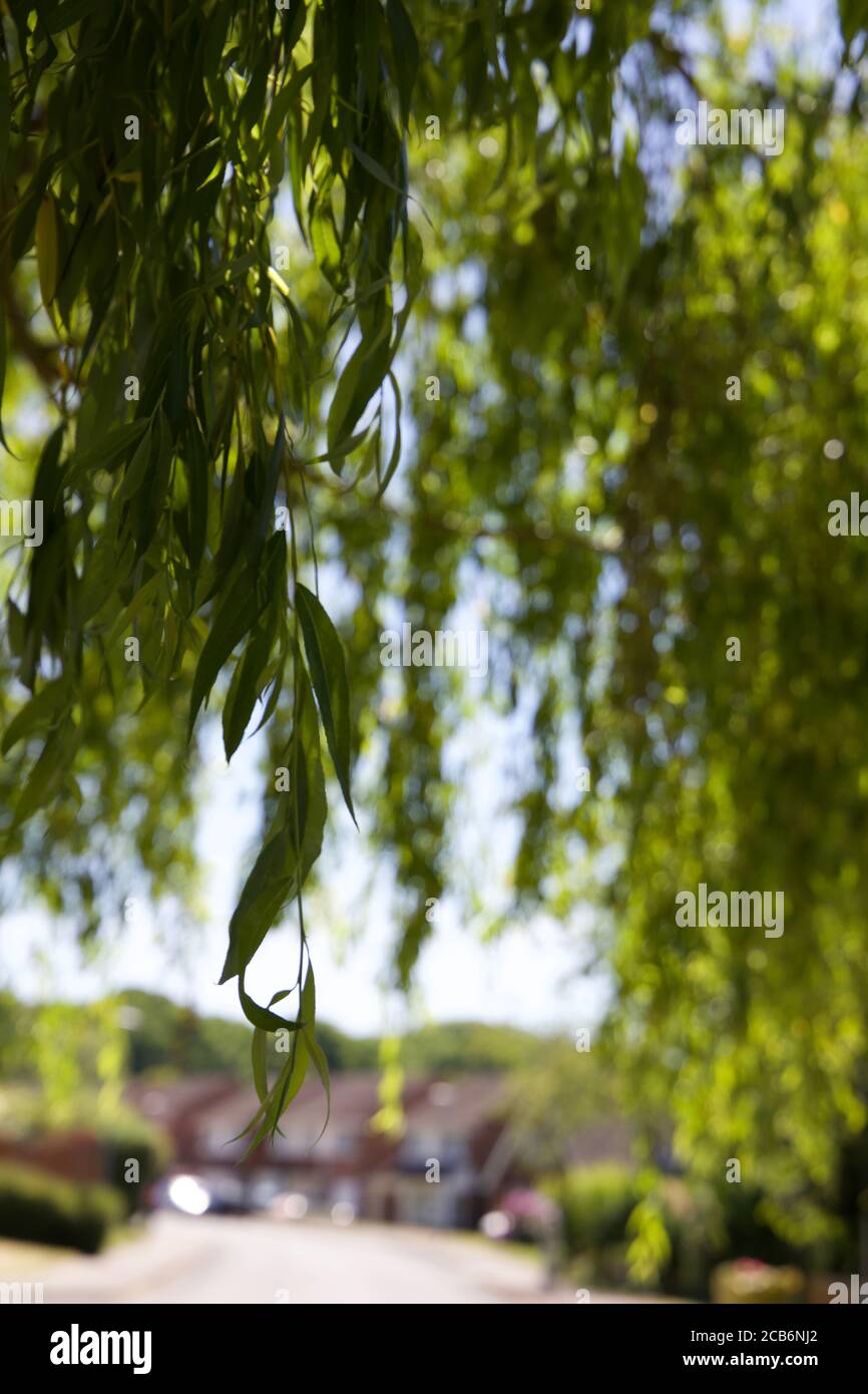 Willow tree trees hi-res stock photography and images - Alamy