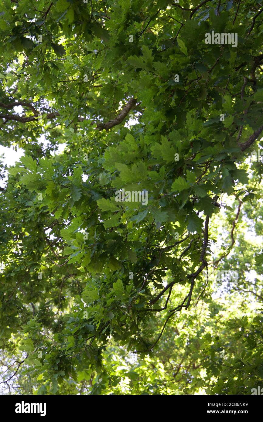 Oak Tree Close-up Stock Photo - Alamy