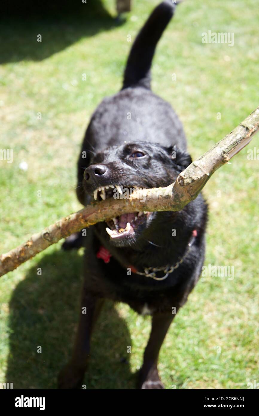 Dog Playing with a stick Stock Photo - Alamy