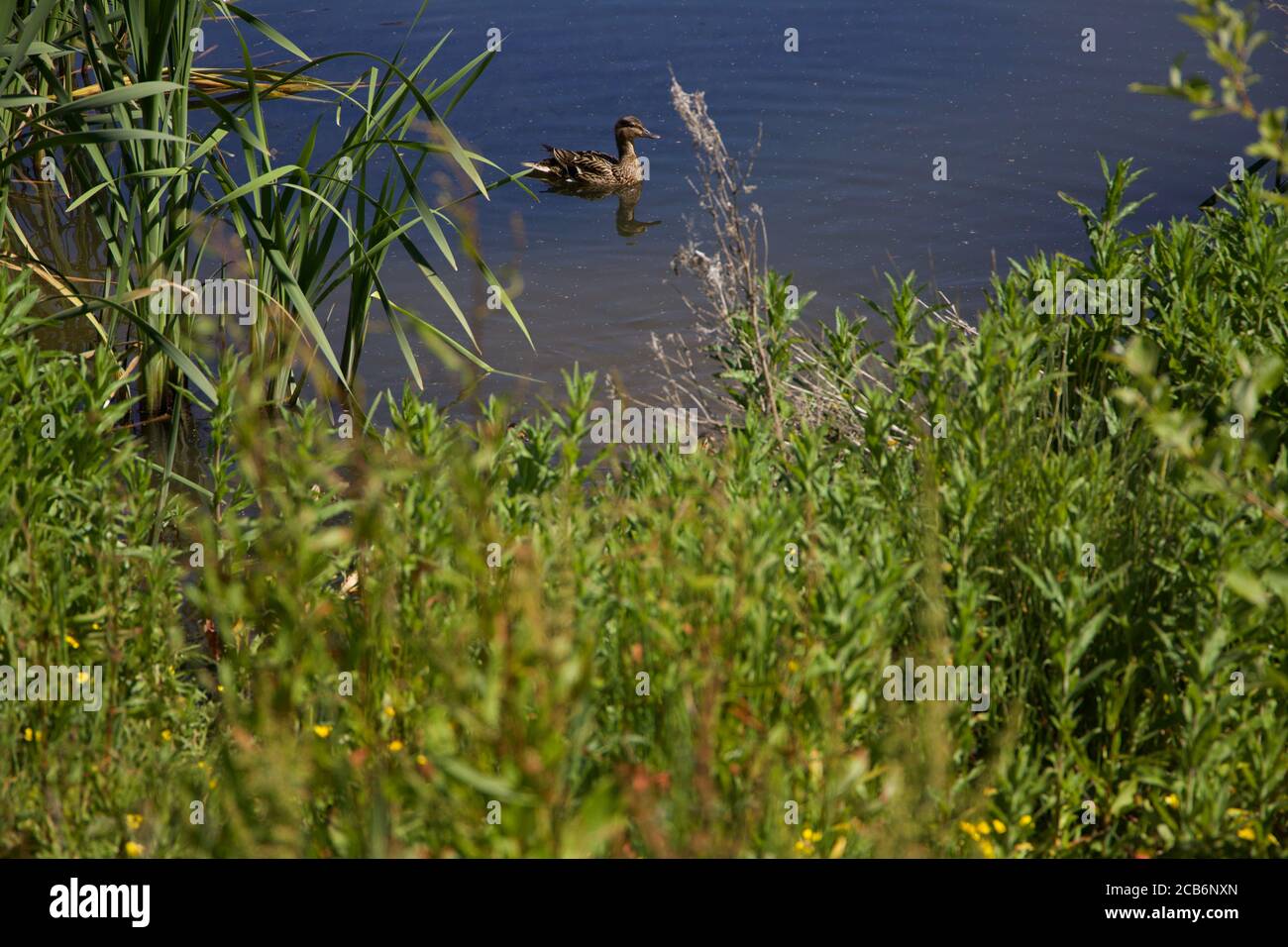 Ducklings in reeds hi-res stock photography and images - Alamy