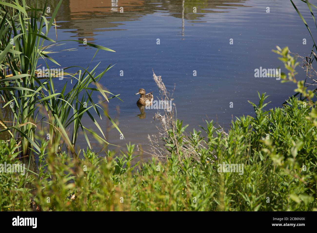 Duck in the reeds hi-res stock photography and images - Alamy