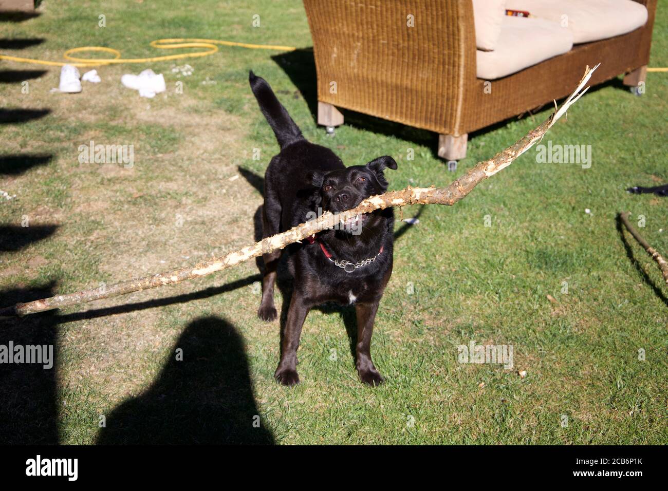 Red cross collie hi-res stock photography and images - Alamy