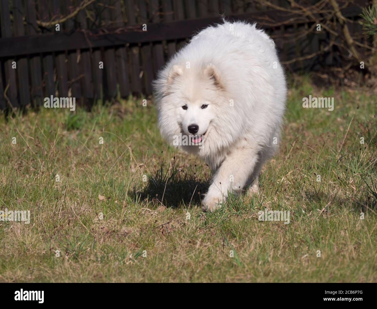 Russian Samoyed Dog