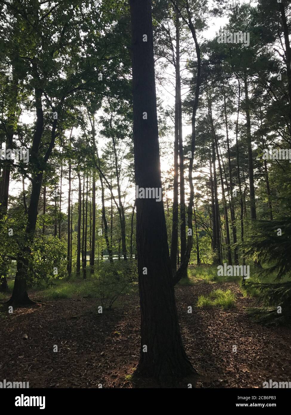 Tree forrest uk hi-res stock photography and images - Alamy