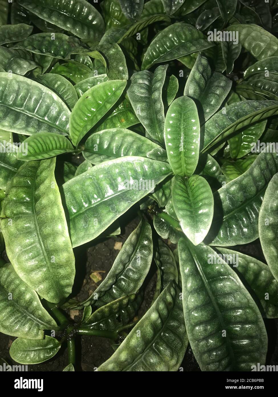 Texture of ridged leaf hi-res stock photography and images - Alamy