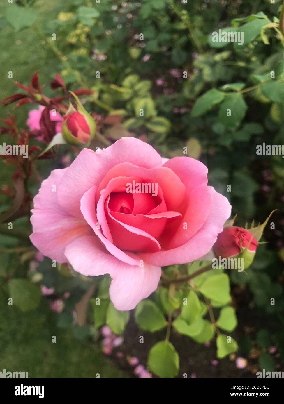 Rose of england hi-res stock photography and images - Alamy