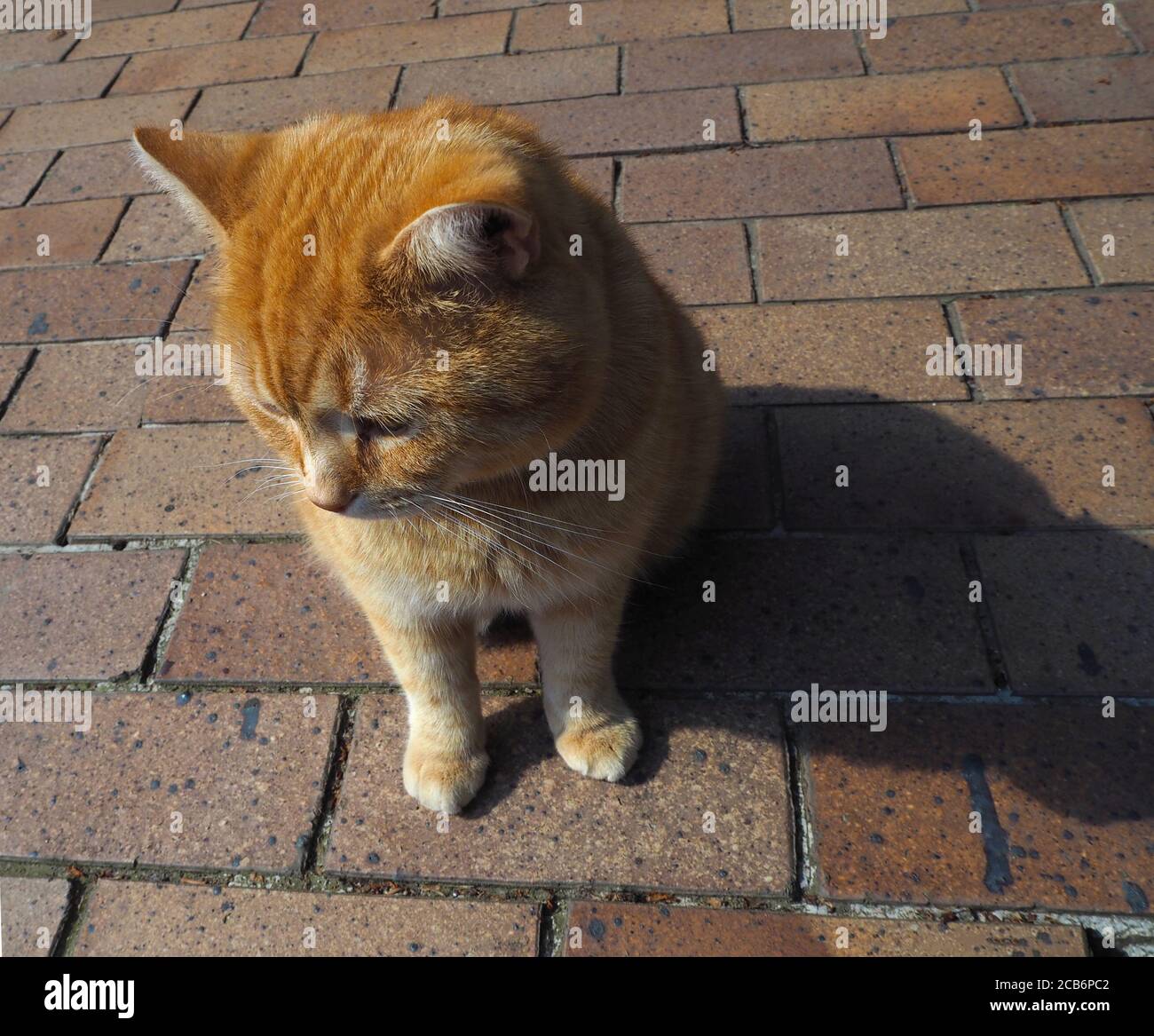 Garfield Cat High Resolution Stock Photography and Images - Alamy