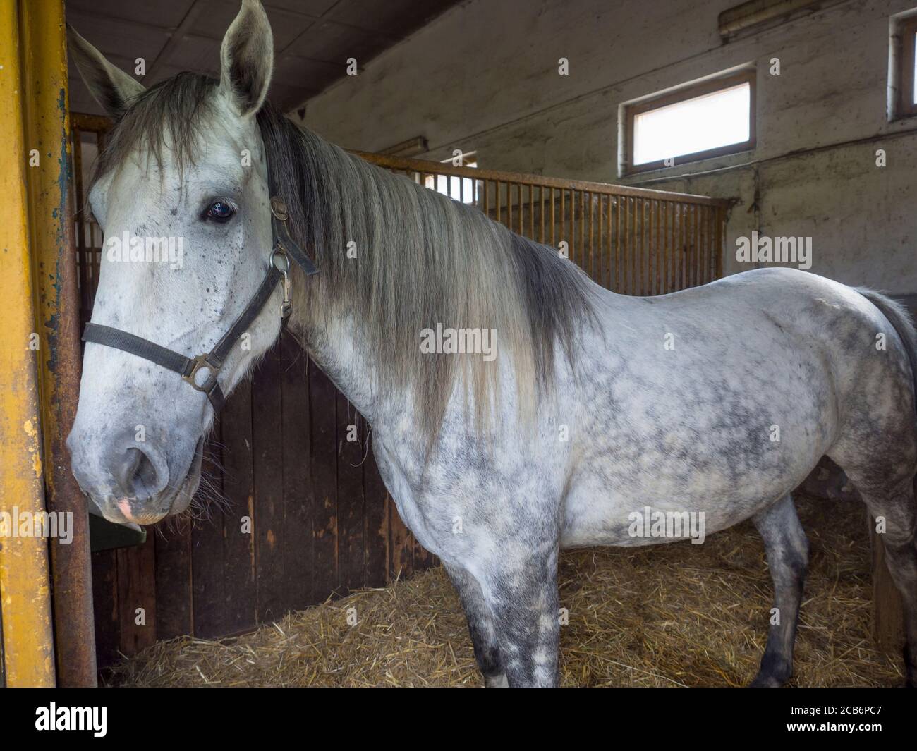portrait of standing white Kladruber horse (Equus bohemicus) in the ...