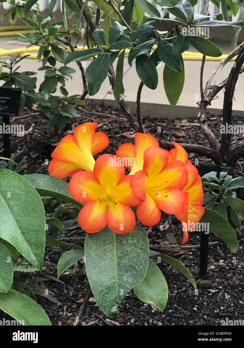 South American Flowers