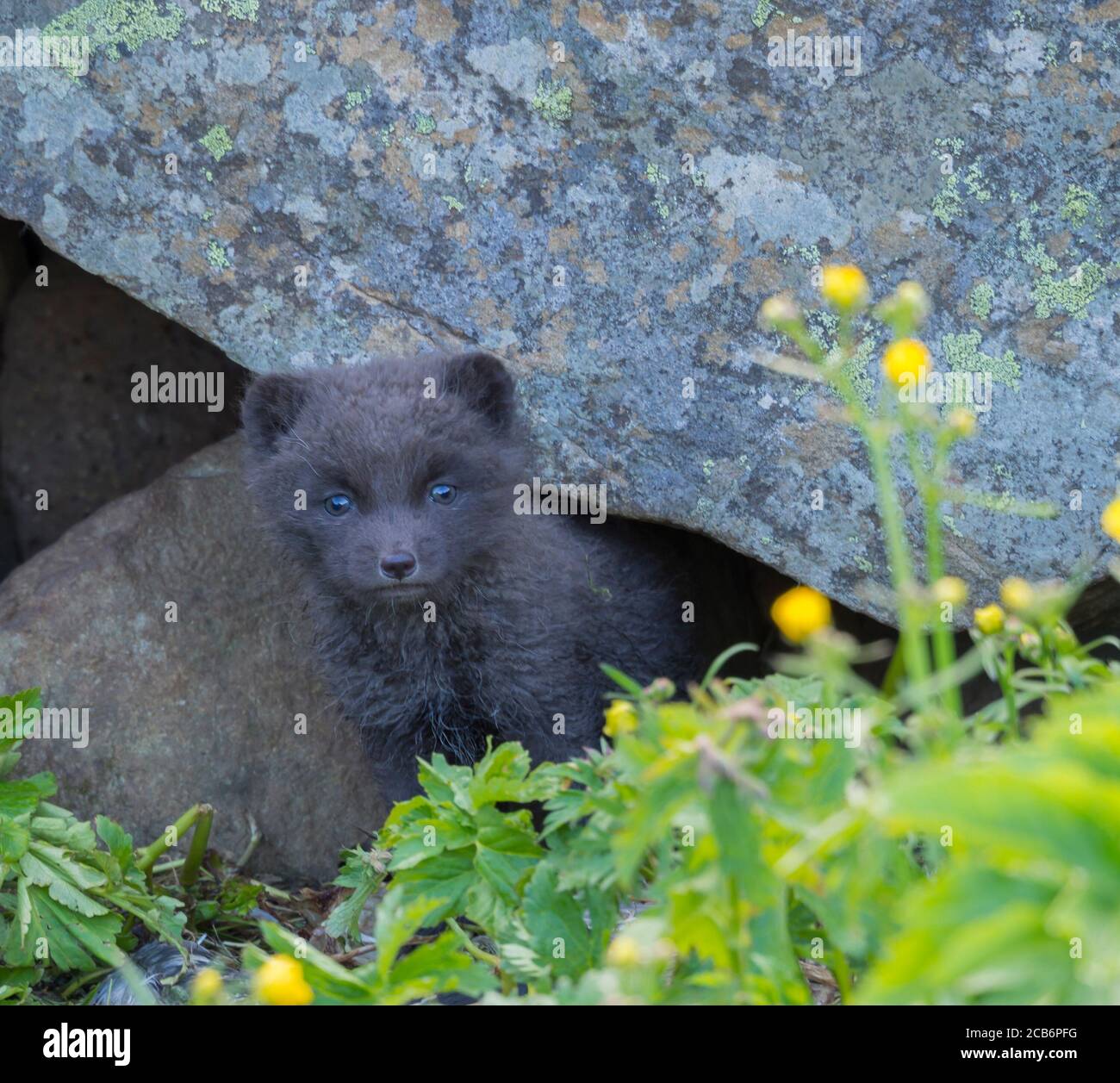 young playful arctic fox cub fox Alopex lagopus beringensis curious ...
