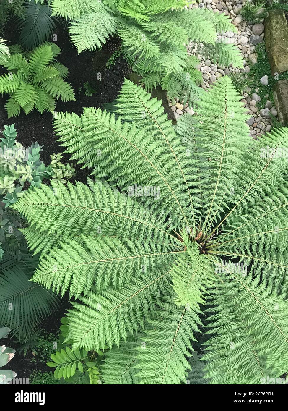 Tree fern garden england hi-res stock photography and images - Alamy