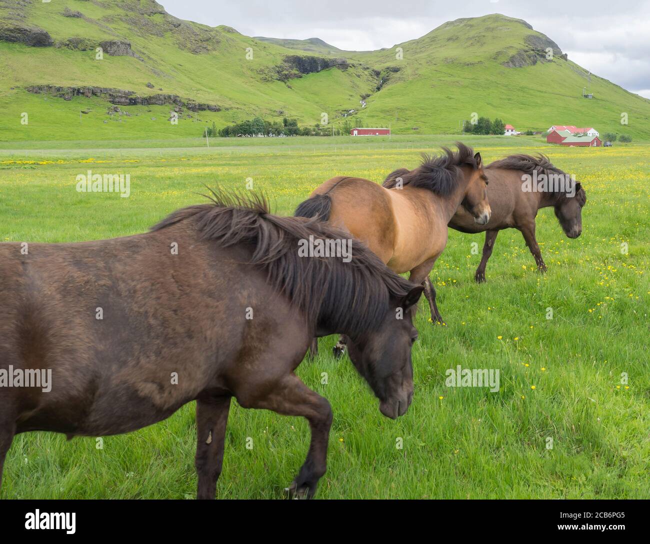 Group of walking brown Icelandic horses grazing on a green grass meadow ...