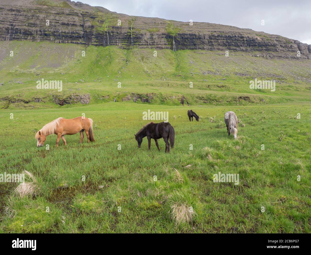 Group of Icelandic horses grazing on a green grass field with water ...