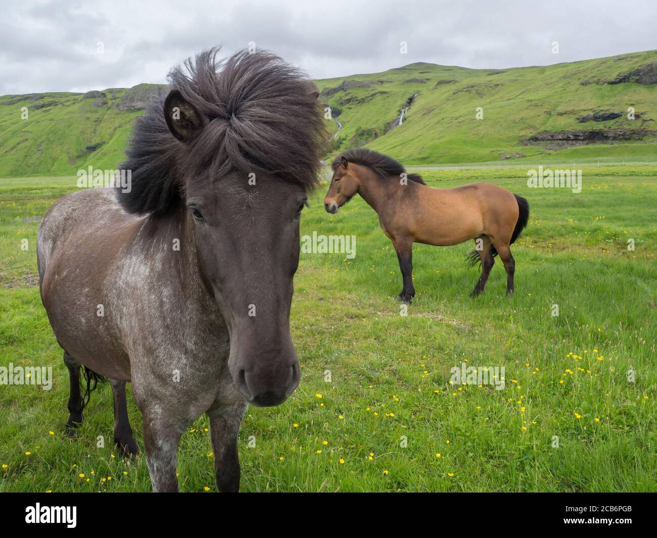two close up standing Icelandic horse grazing on a green grass field ...