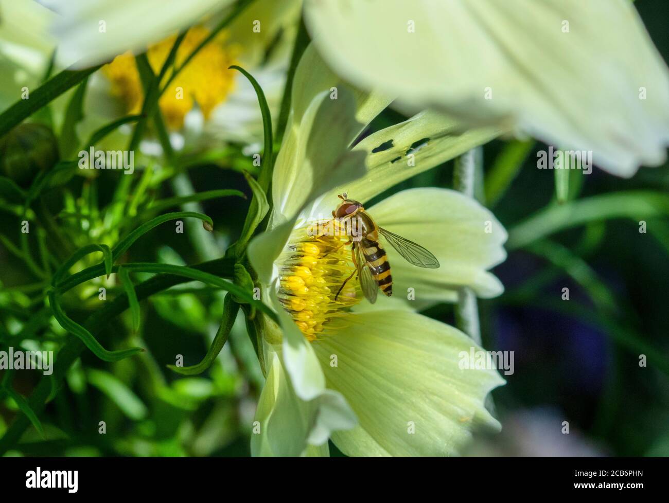 Syrphus ribesii flower hi-res stock photography and images - Alamy