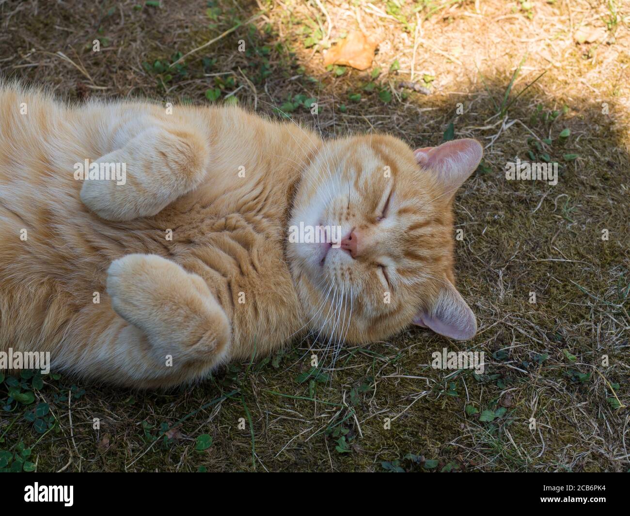 Domestic Cat Paw And Mouth High Resolution Stock Photography and Images ...