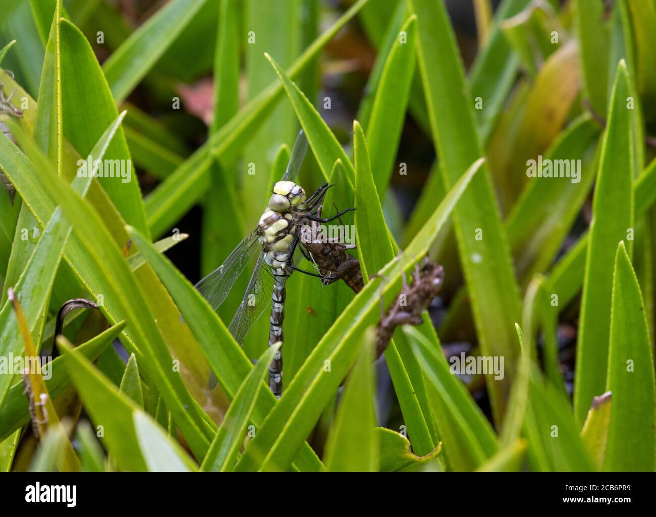 Newly emerged Southern Hawker dragonfly (female Stock Photo - Alamy