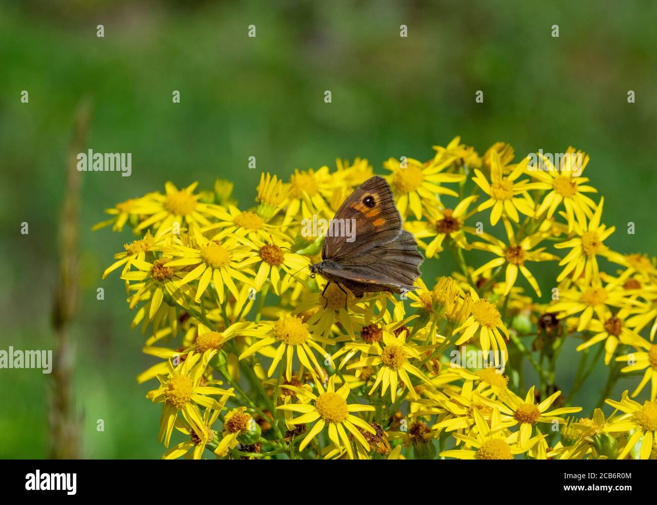 Brown and yellow insect hi-res stock photography and images - Alamy