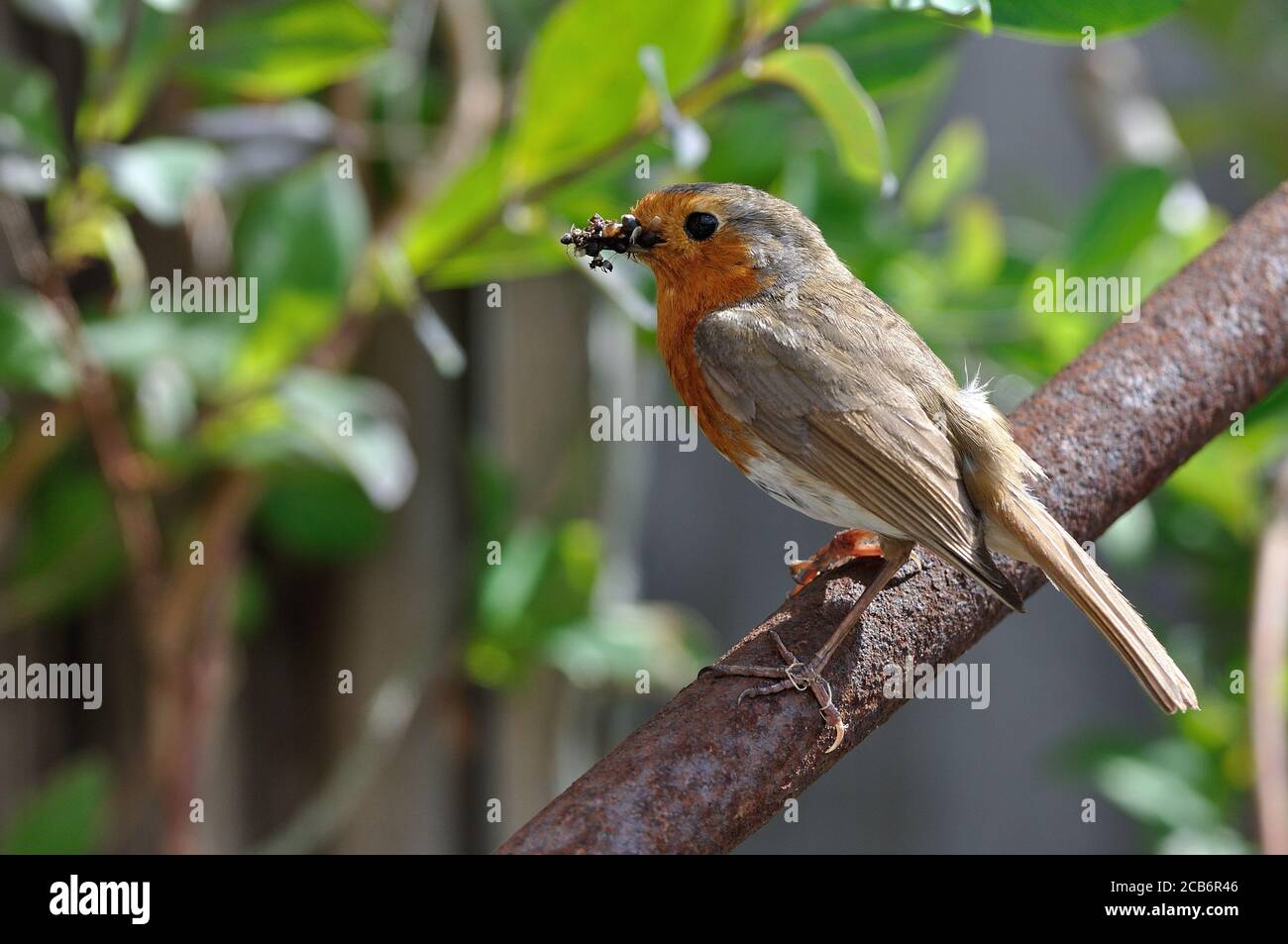 Uk aduit bird hi-res stock photography and images - Alamy