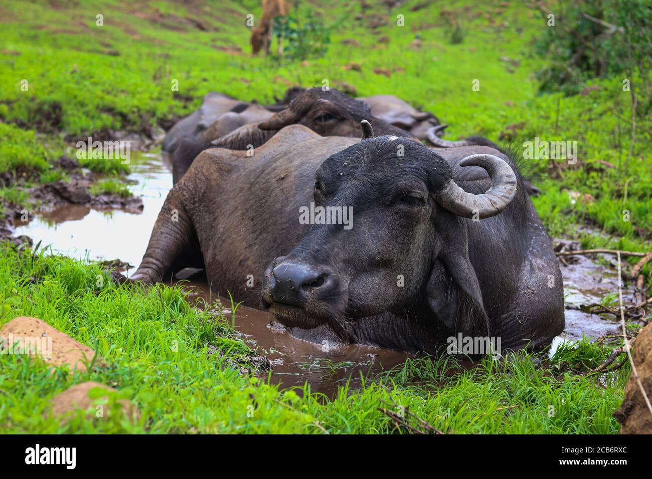 Pururui hi-res stock photography and images - Alamy