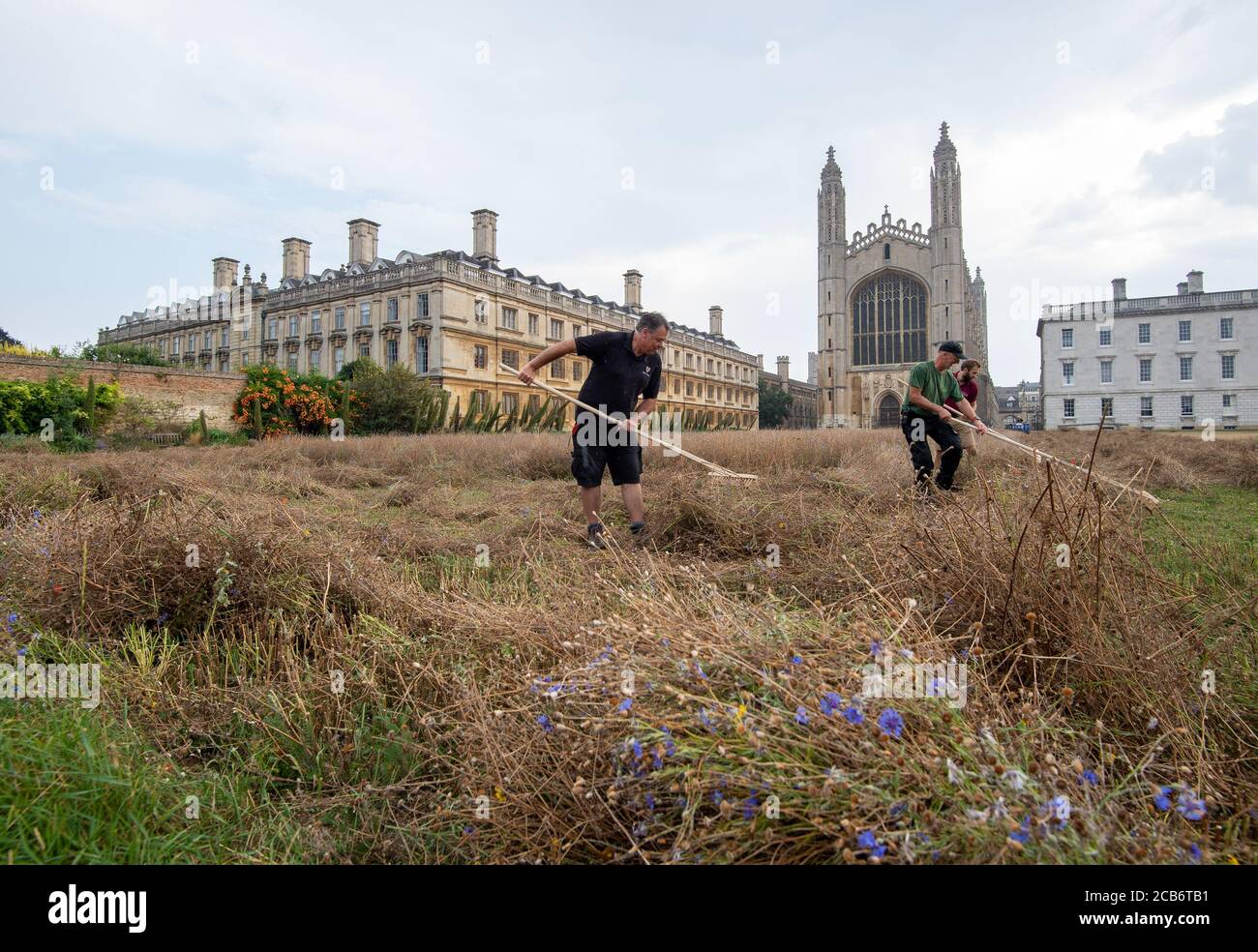 Lawn area in lush hi-res stock photography and images - Alamy