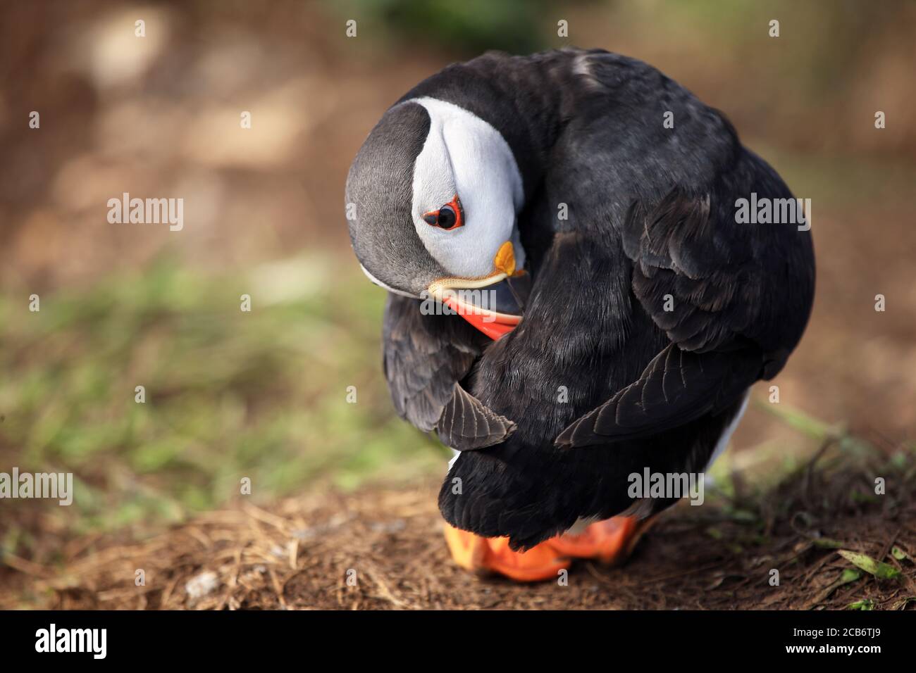 Lunga puffin hi-res stock photography and images - Alamy
