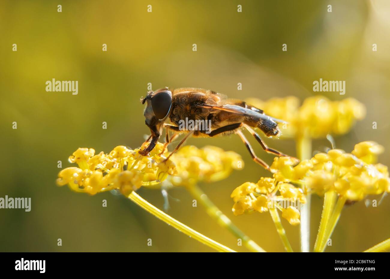 Macro shot of European honey bee. Apis mellifera Stock Photo - Alamy