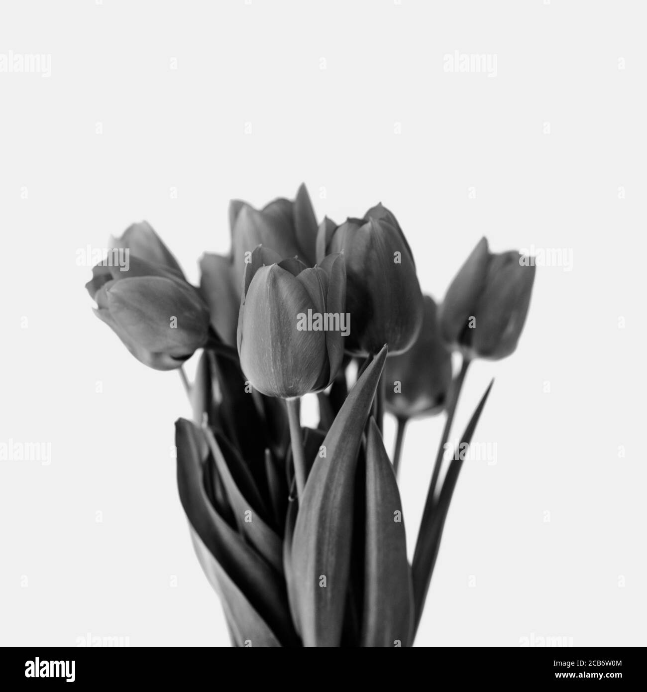 Update 59 Vintage Tulip Wallpaper In Cdgdbentre