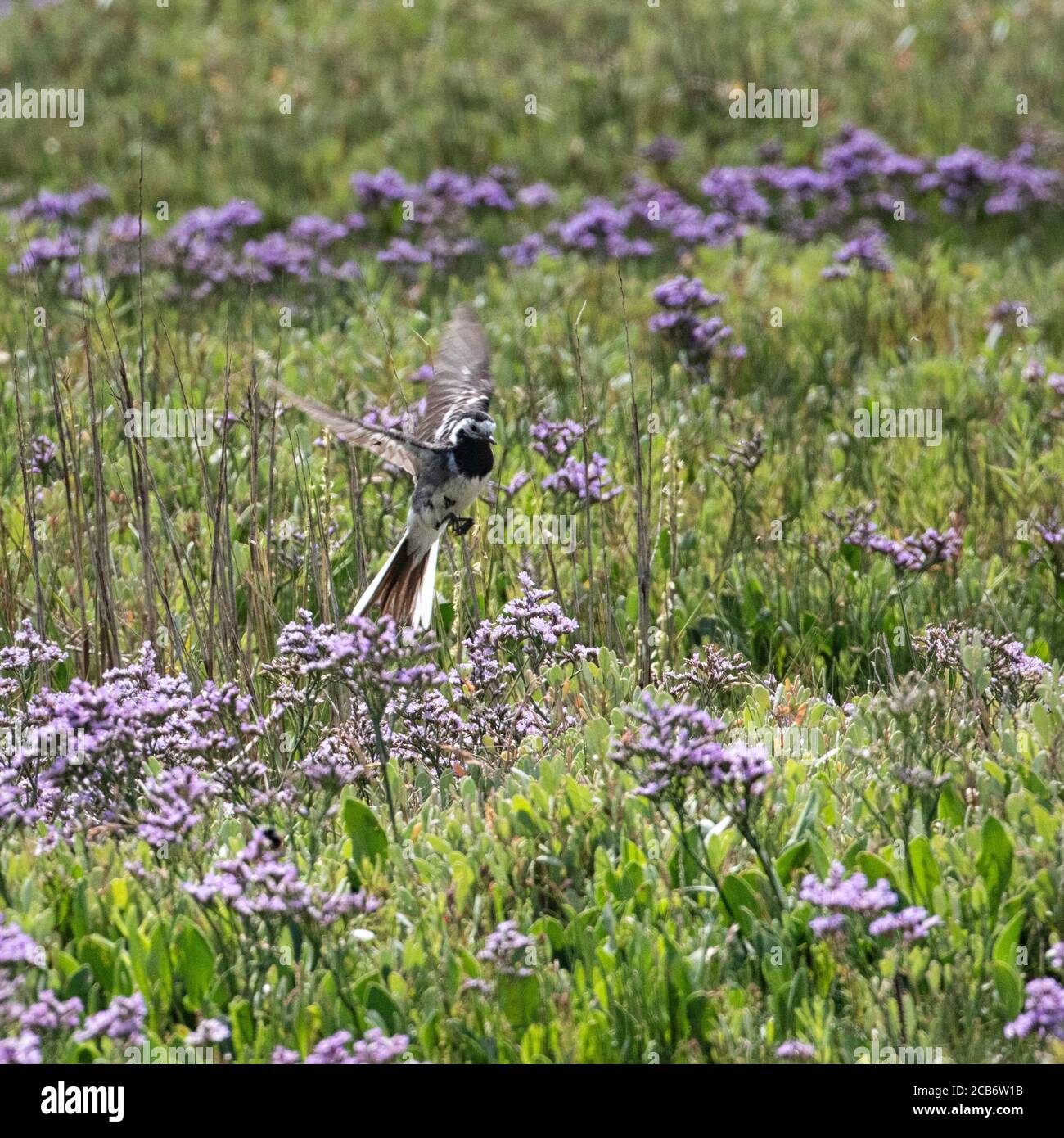 Birds Square Tails High Resolution Stock Photography and Images - Alamy