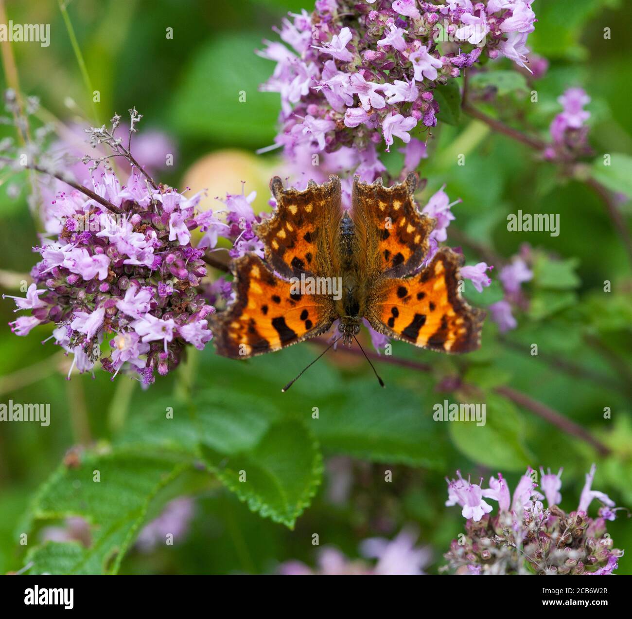 POLYGONIA C-ALBUM the comma Stock Photo - Alamy