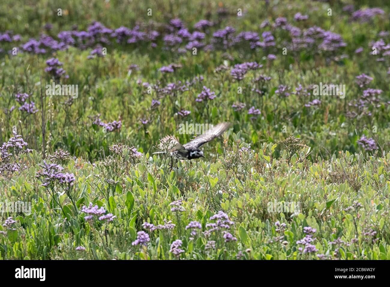 Pied Wagtail hovering over the sea lavender on the salt marshes, insect ...