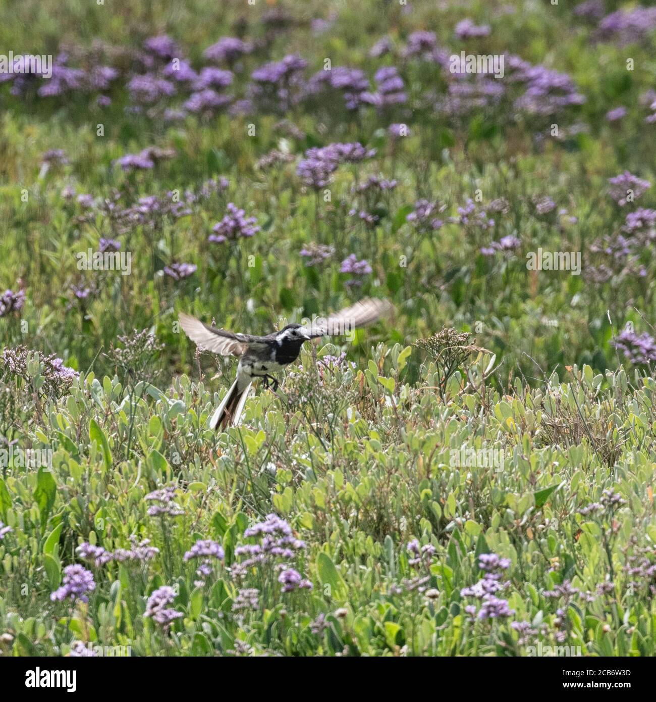 Pied Wagtail hovering over the sea lavender on the salt marshes, insect ...