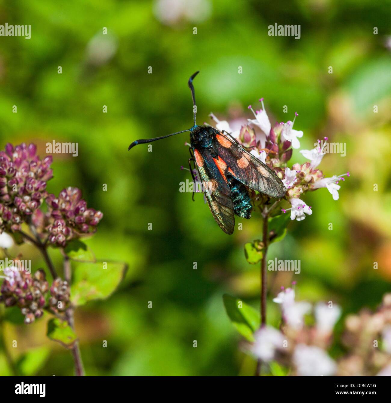 Spotted burnet butterfly hi-res stock photography and images - Alamy