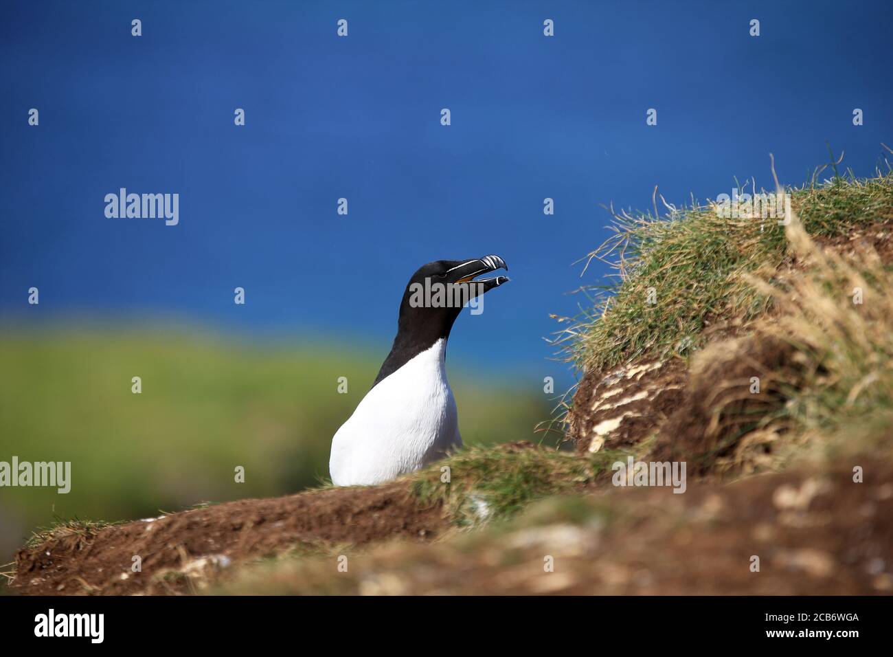 Razorbills scottish hi-res stock photography and images - Alamy